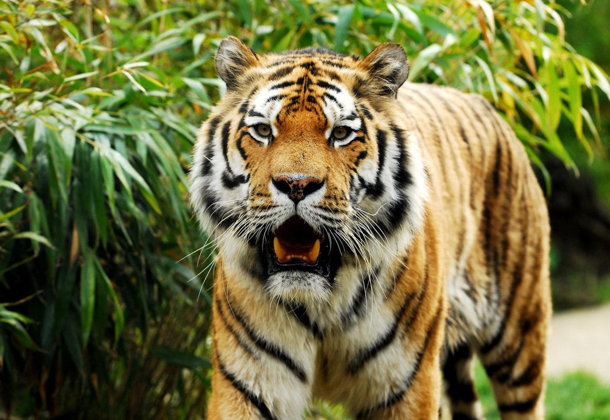Colchester Zoo - Longfield Media